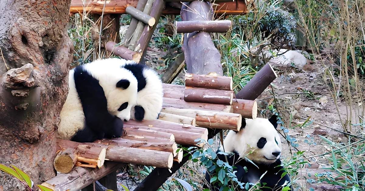 Classic Chengdu Must-See: English-Speaking Group Tour to Panda Breeding ...