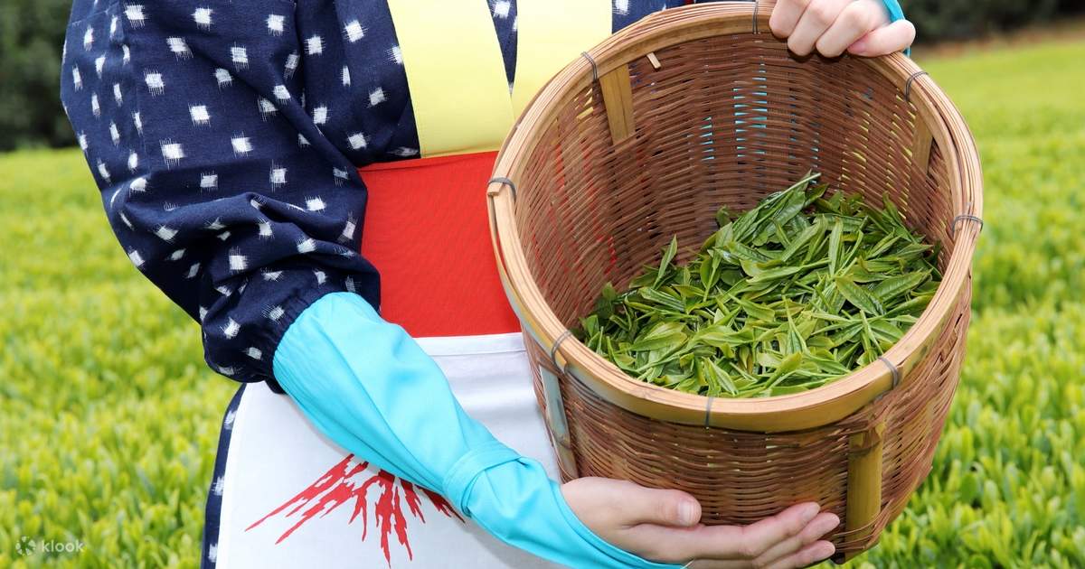 From Nagoya: Matcha, Confections, and Traditions in Nishio - Klook ...