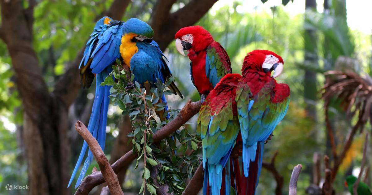 Chimelong Bird Park Guangzhou - Klook