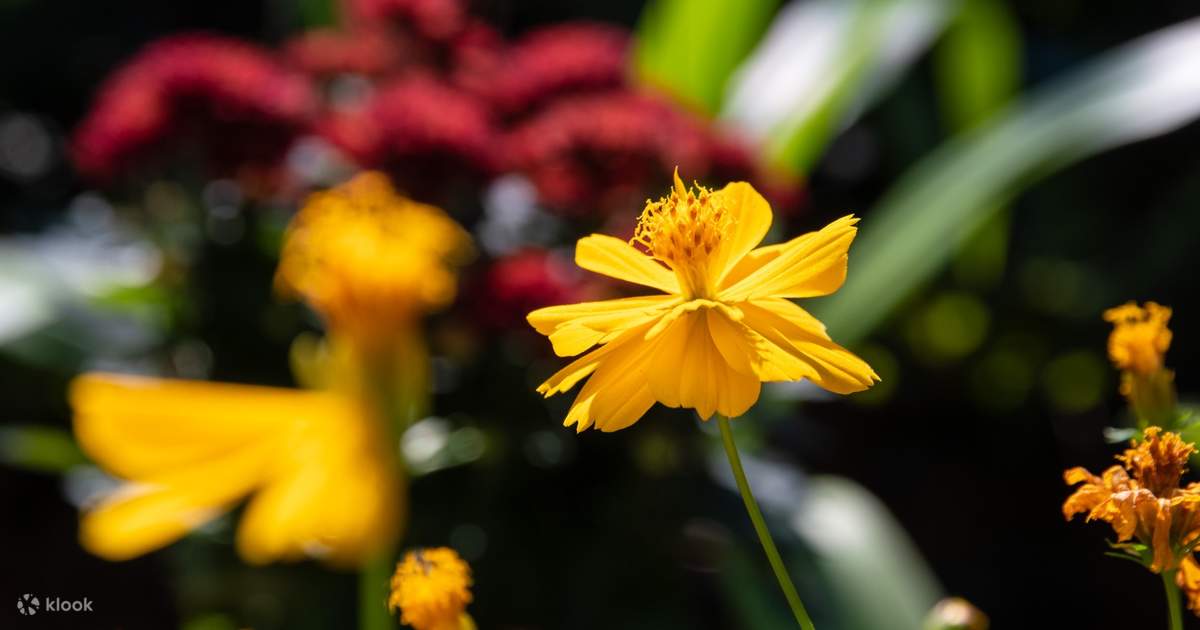Lawatan Taman Burung, Taman Rama-rama & Orkid dan Taman Bunga Raya ...