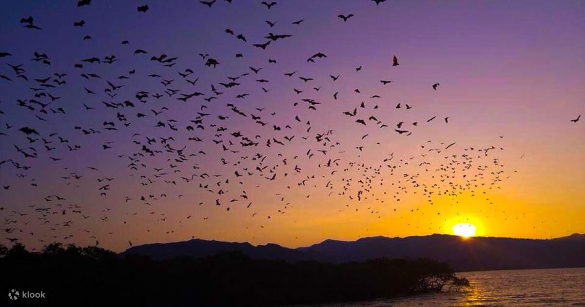 Flying Fox Sunset Cruise Private Boot Charter in Komodo Labuan Bajo ...