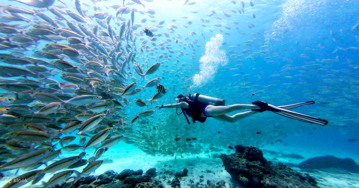 Perjalanan Sehari Menyelam Scuba di Phuket ke Pulau Racha Yai & Racha ...