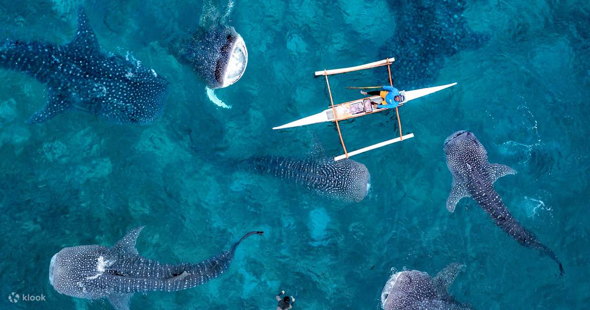 Swim with the Whale Sharks Adventure by Plantation Bay in Cebu - Klook