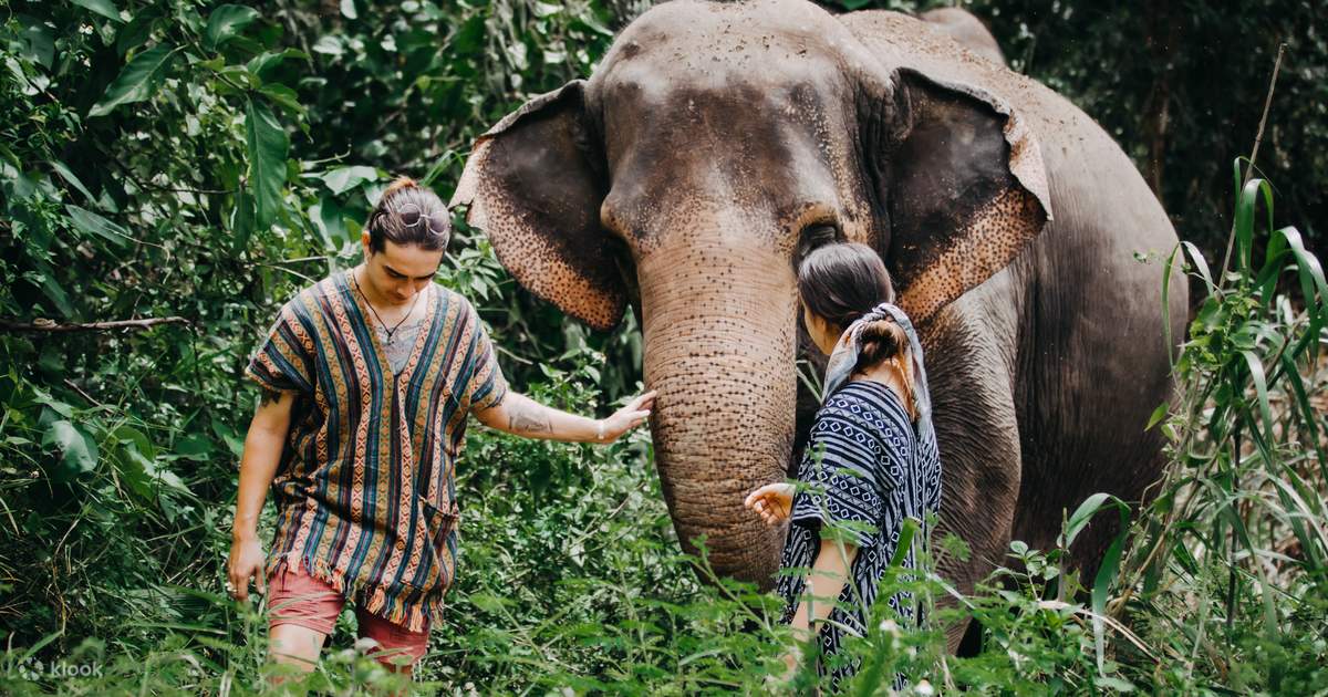 Join In Elephant Care Camp in Chiang Mai and Mae Taman - Klook