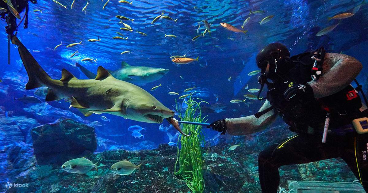 SEA LIFE Aquarium Admission Ticket - Klook