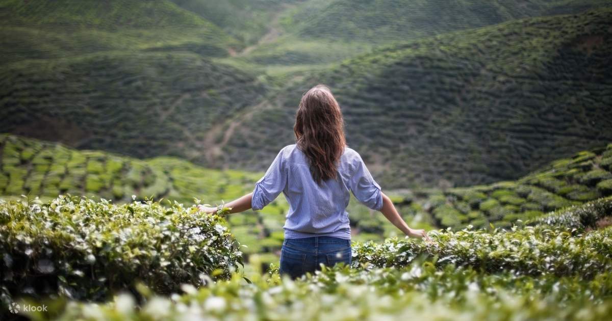 Cameron Highlands Tour with Tea Plantation Visit (Private) - Klook