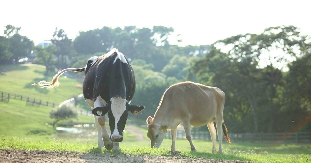 Taiwan High Speed Rail Ticket｜Miaoli｜Flying Cow Ranch Admission Ticket ...