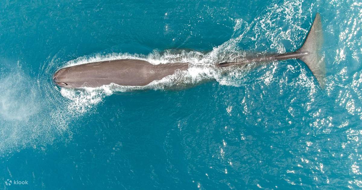 凯库拉观鲸观光飞行 - Klook客路