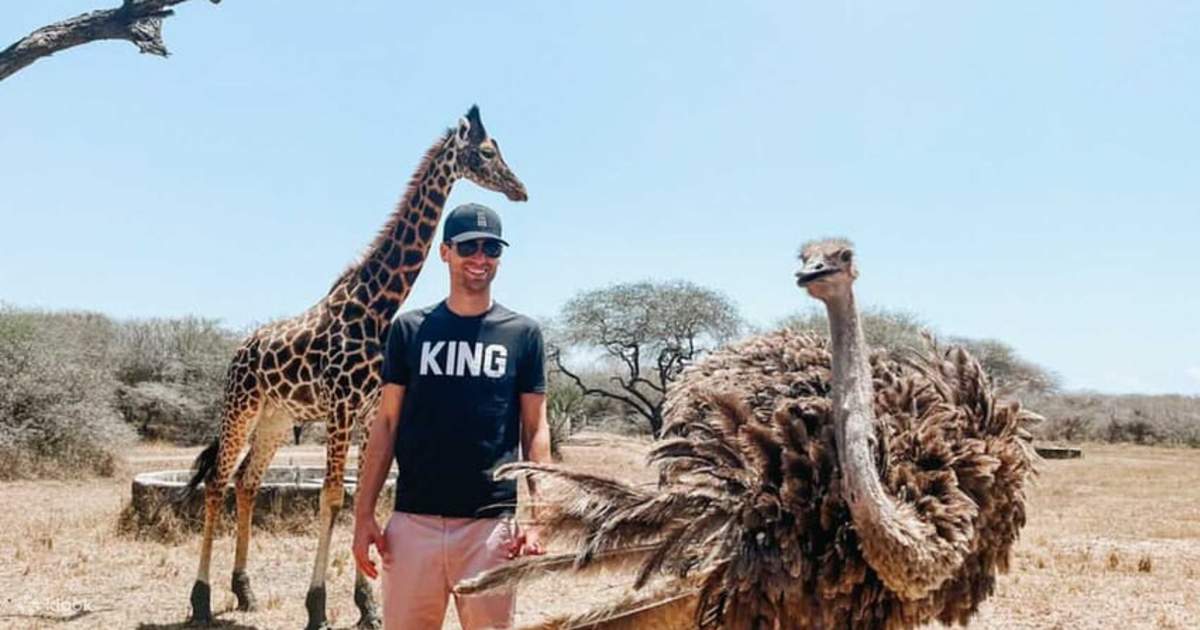 Mombasa: Guided Nature Walk Amongst Giraffes - Klook Estados Unidos