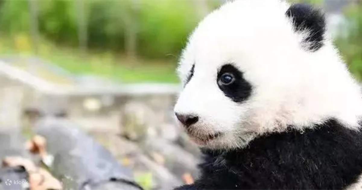 Sichuan Chengdu Panda Base Dujiangyan Day Tour - Klook Singapore