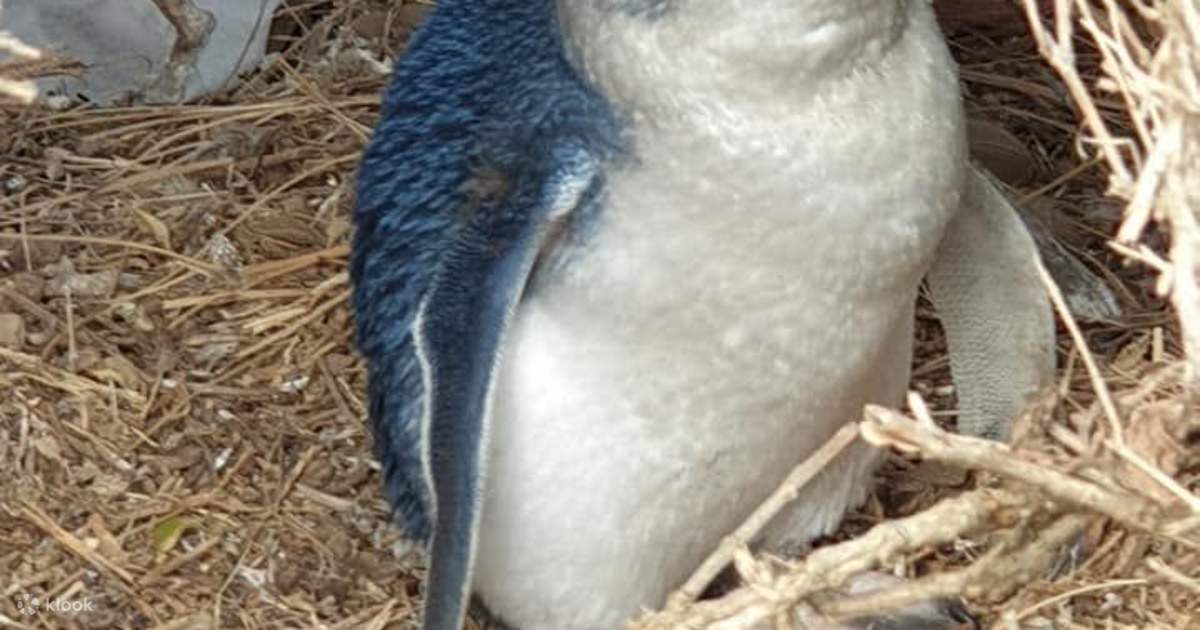 Tour della parata dei pinguini di Phillip Island con partenza da ...
