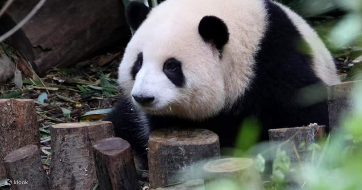Chengdu Research Base of Giant Panda Breeding, Sichuan Province ...