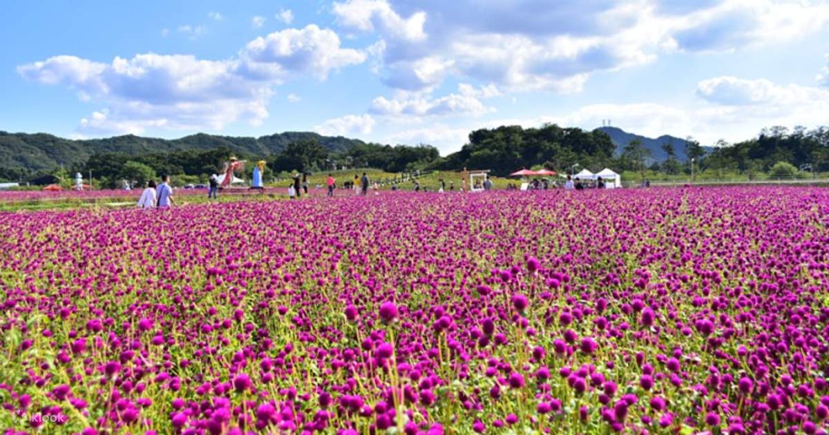Kochia Scoparia, Pink Muhly Grass, & Dumulmeori Half Day Tour - Klook ...