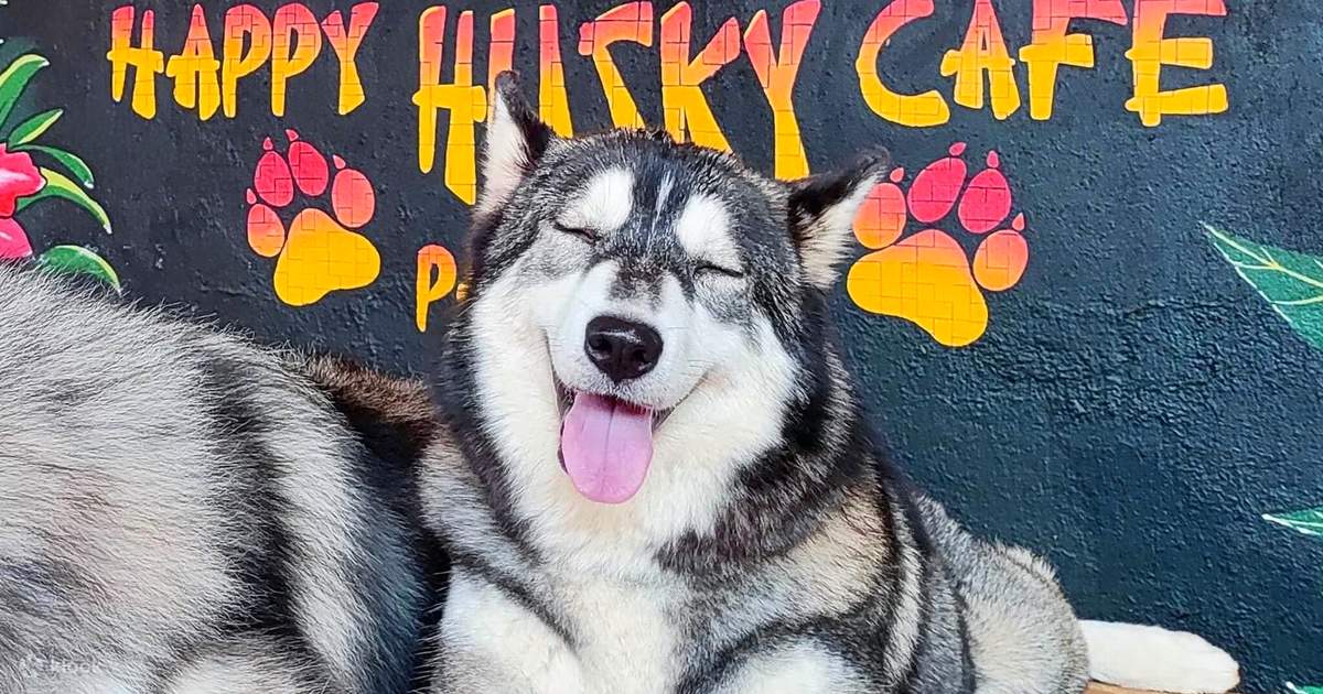 Your Husky Wonderland in Puerto Princesa - Klook