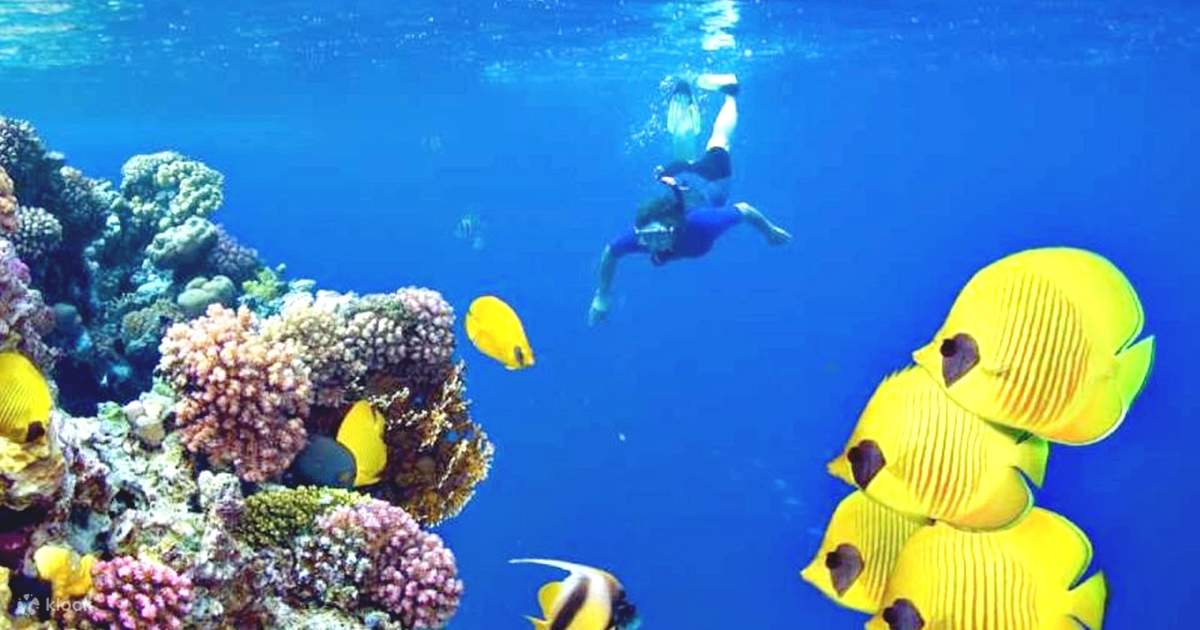 Dive into the Wonders of the Red Sea: Hurghada Intro Diving ...