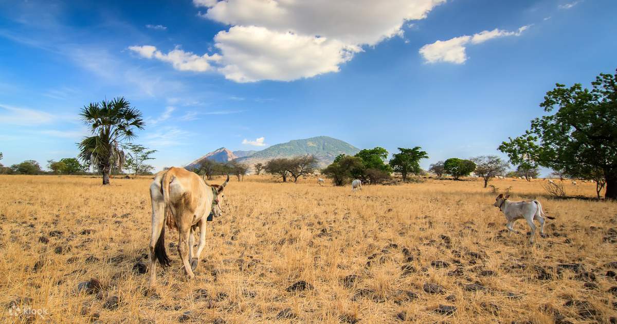 Baluran National Park Safari Tour in Banyuwangi - Klook
