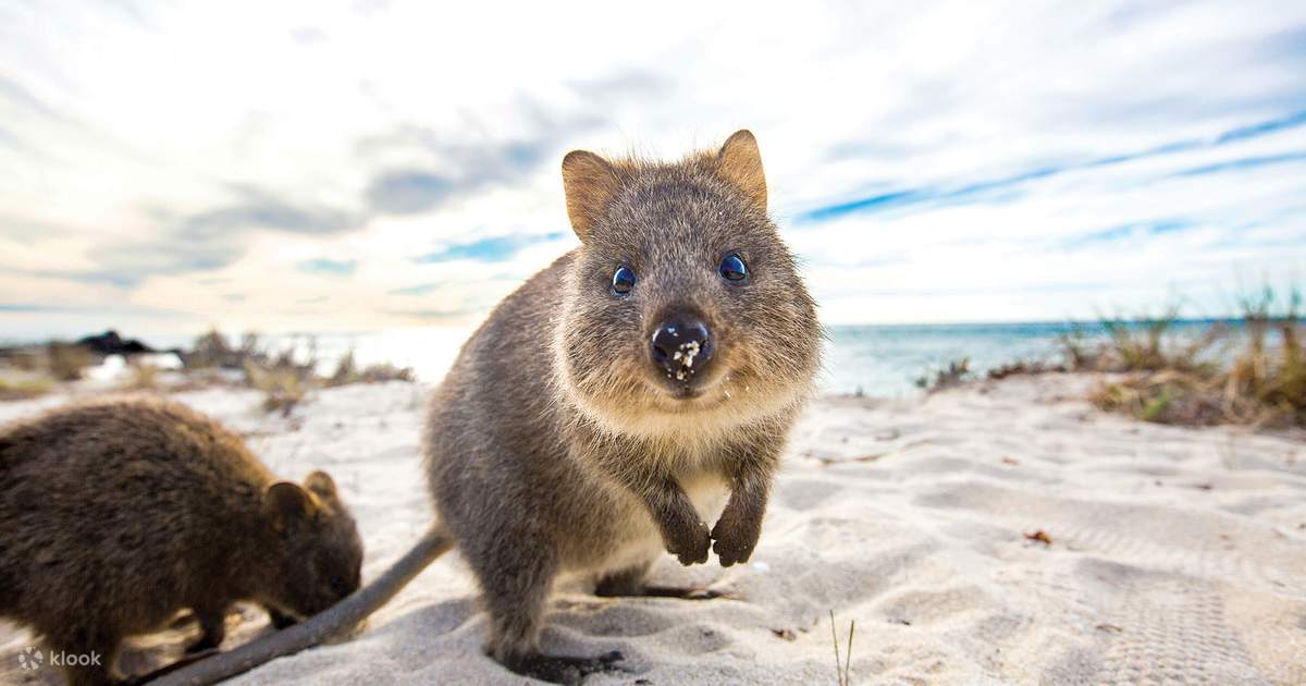 Perth Hutt Lagoon & Busselton Jetty Multi-Day Small Group Nature Tour ...