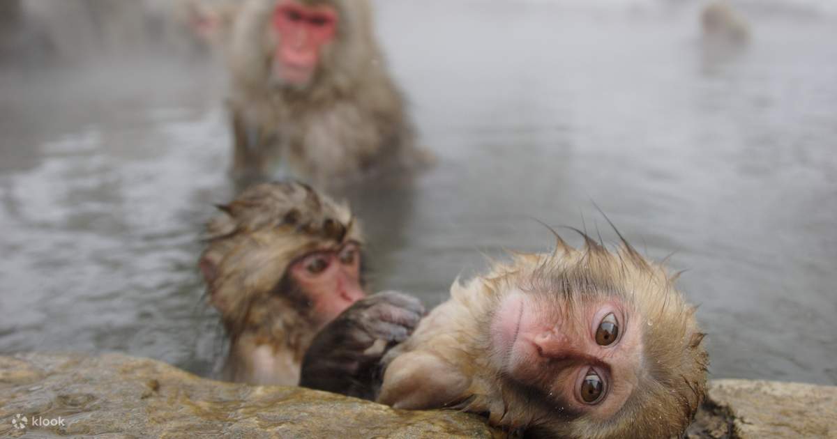 Snow Monkey Tour from Tokyo - Klook Australia