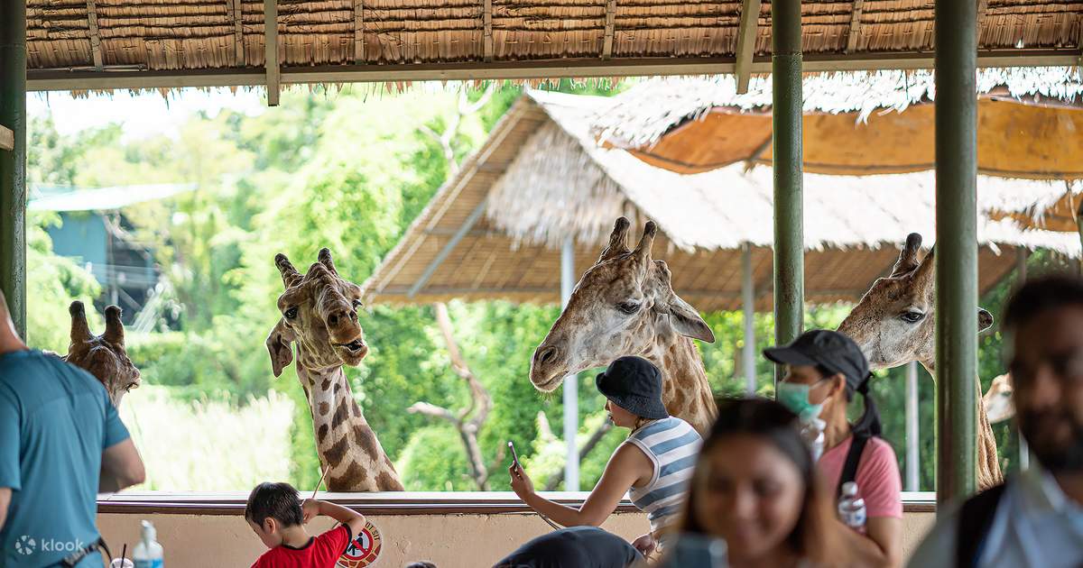 Buy Bangkok Safari World Tickets Online and Meet Exotic Animals - Klook