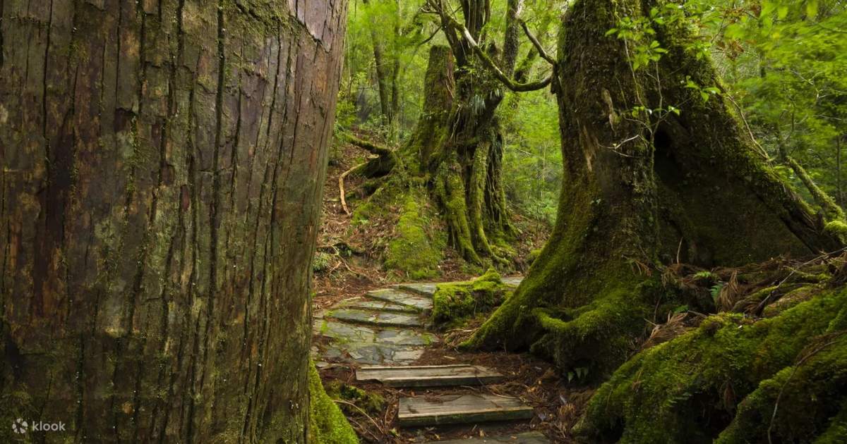 Yakuzaru Sightseeing Bus: Yakushima Island Afternoon Half-Day Tour - Klook
