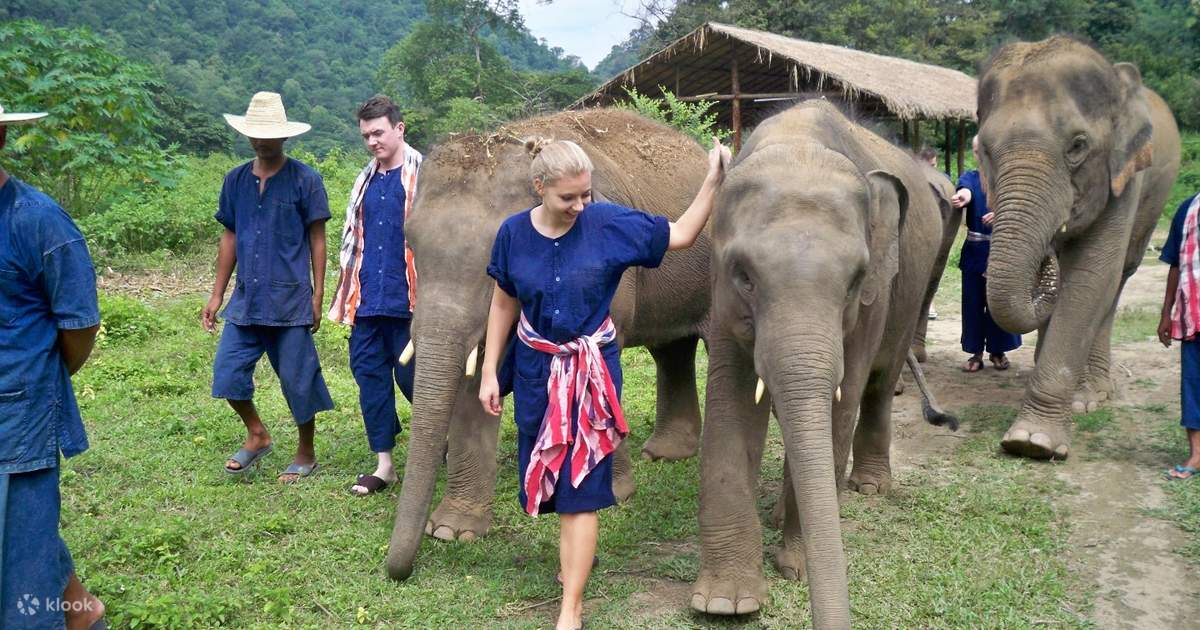 Sanctuaire des éléphants, tribu Long Neck 5 et aventure à Chiang Mai ...