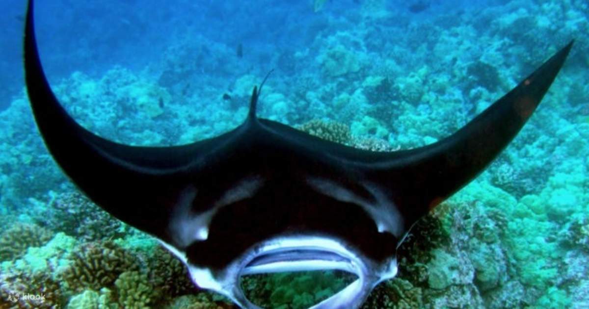 Snorkeling Malam Ikan Pari Manta di Kailua-Kona - Klook Indonesia