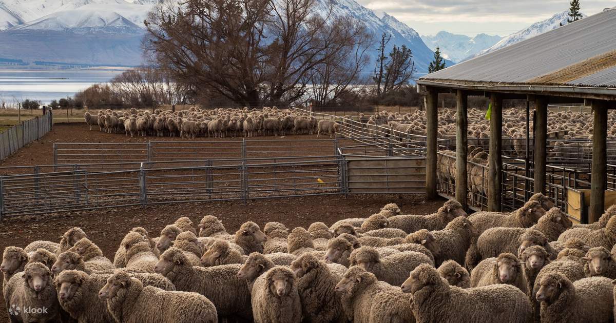 Mt.Hay Farm Experience - Klook Estados Unidos