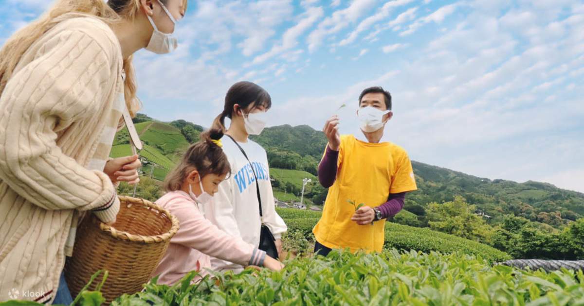 Matcha Picking and Tasting in Kyoto - Klook