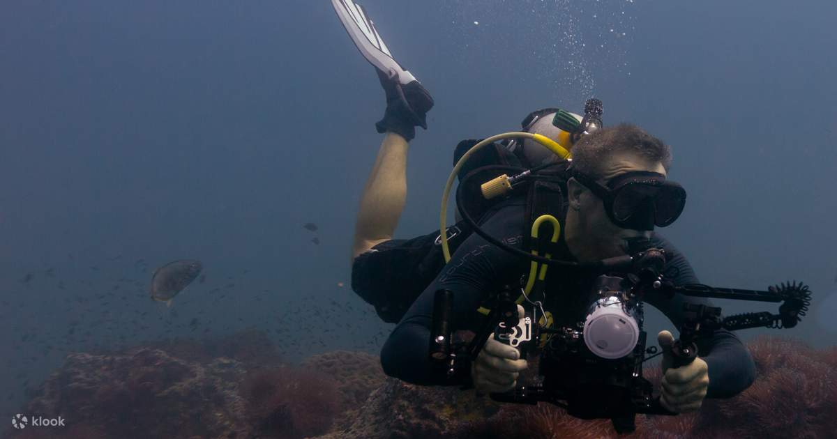 Learn to Dive with PADI AOW Diver Certification in Koh Phangan at PADI ...
