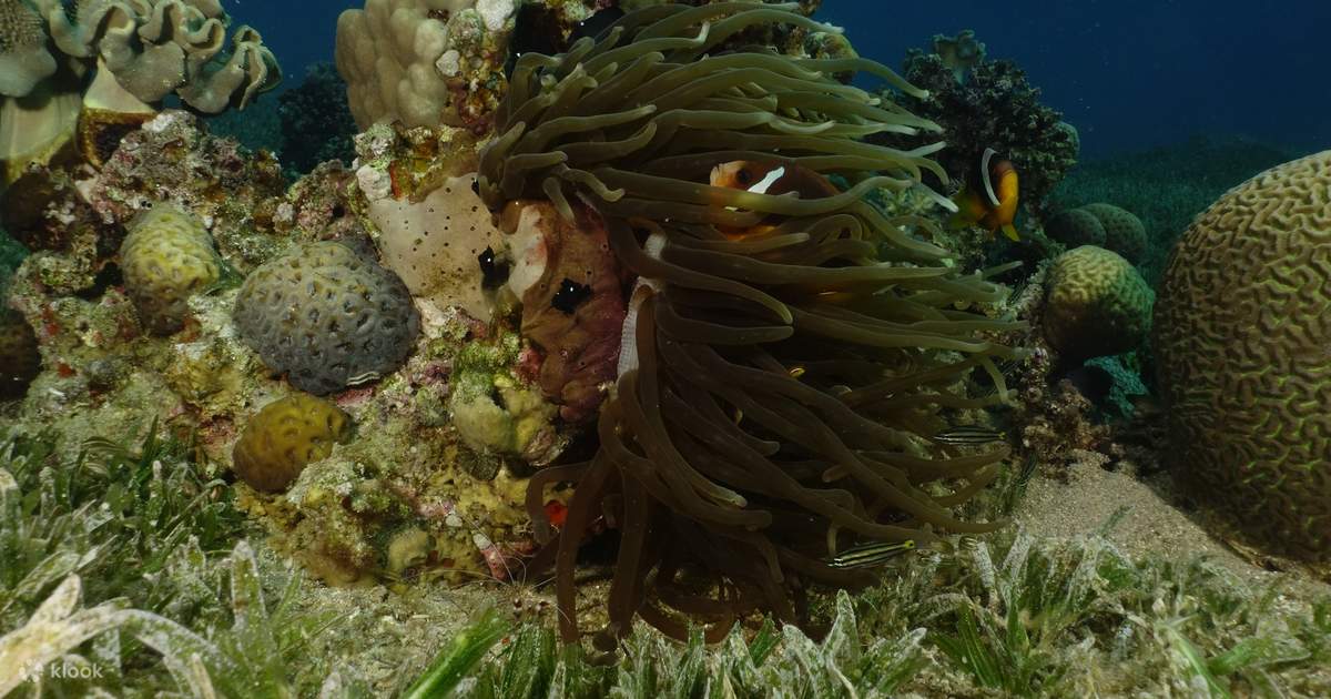 Red sea adventure - Klook