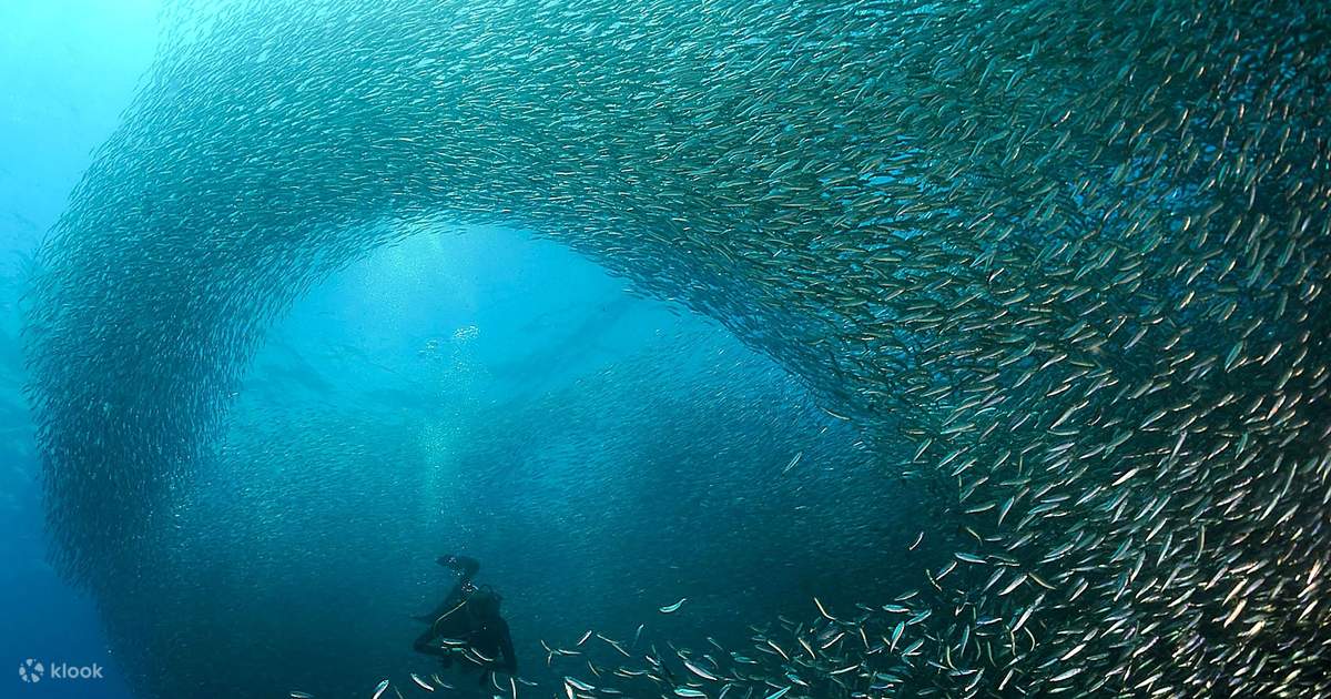 Jelajahi Kedalaman: Selam Scuba Seribu Sarden dan Tur Snorkeling Pulau ...