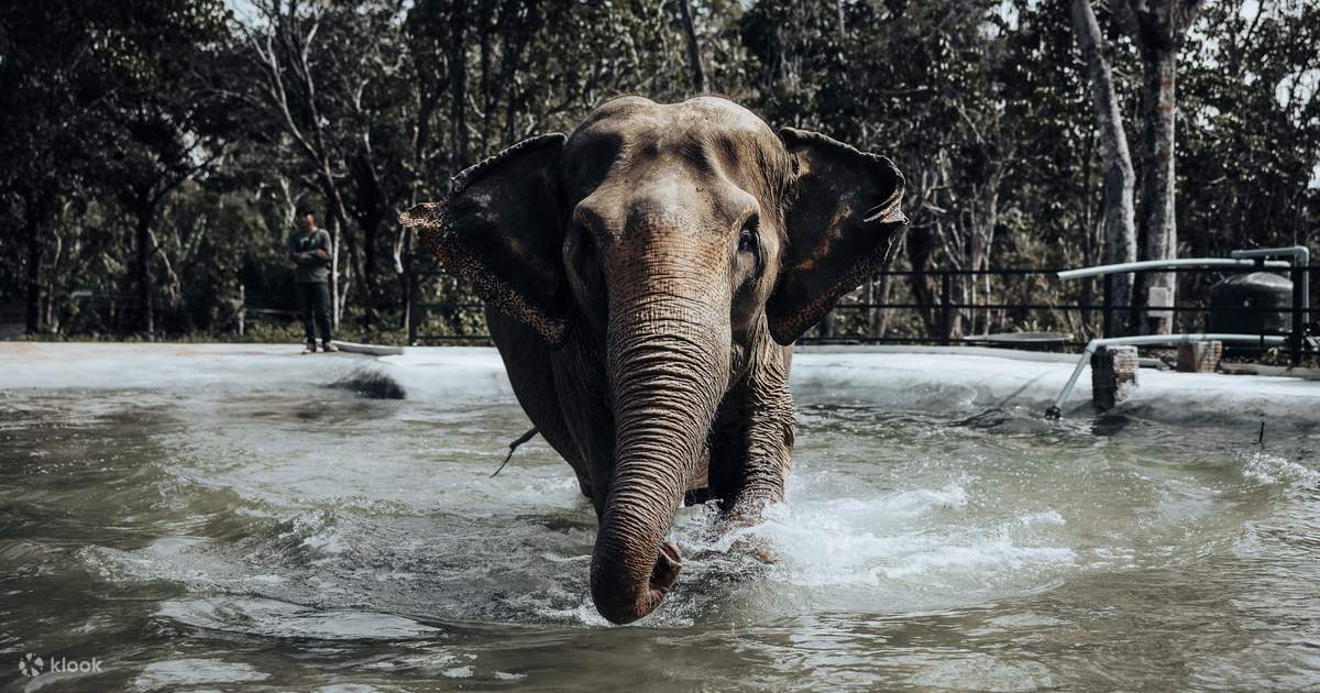 Phuket Nature Elephant Reserve Experience - Klook Россия