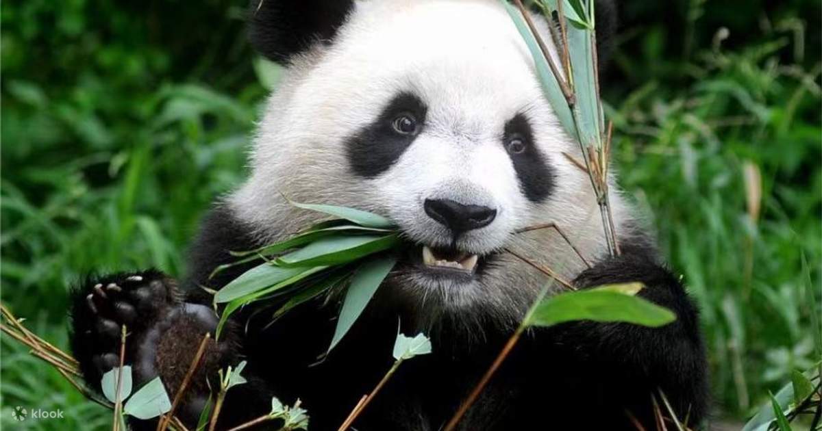 One-day tour to Chengdu Giant Panda Base - Klook