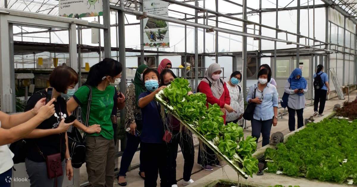 Kok Fah Technology 2 Hour Farm Tour - Klook