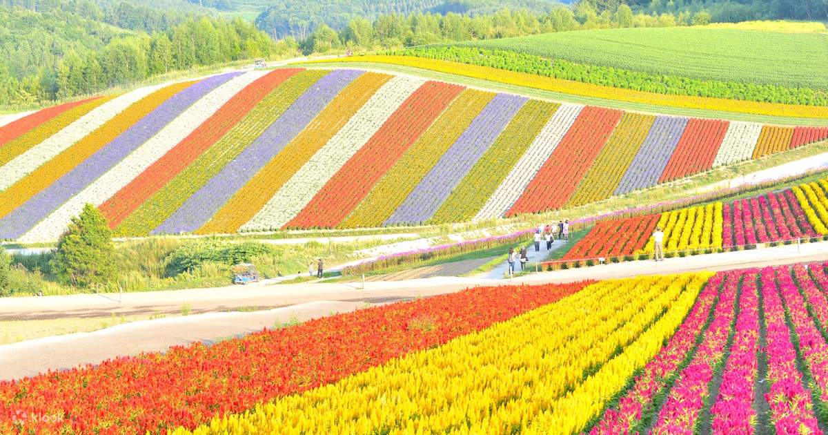 Shirogane Blue Pond, Shikisai no Oka, dan Farm Tomita One Day Bus Tour ...