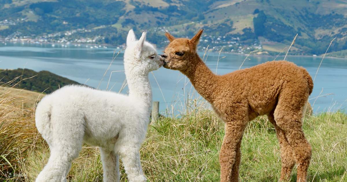 Akaroa Shamarra Alpaca Farm Tour - Klook