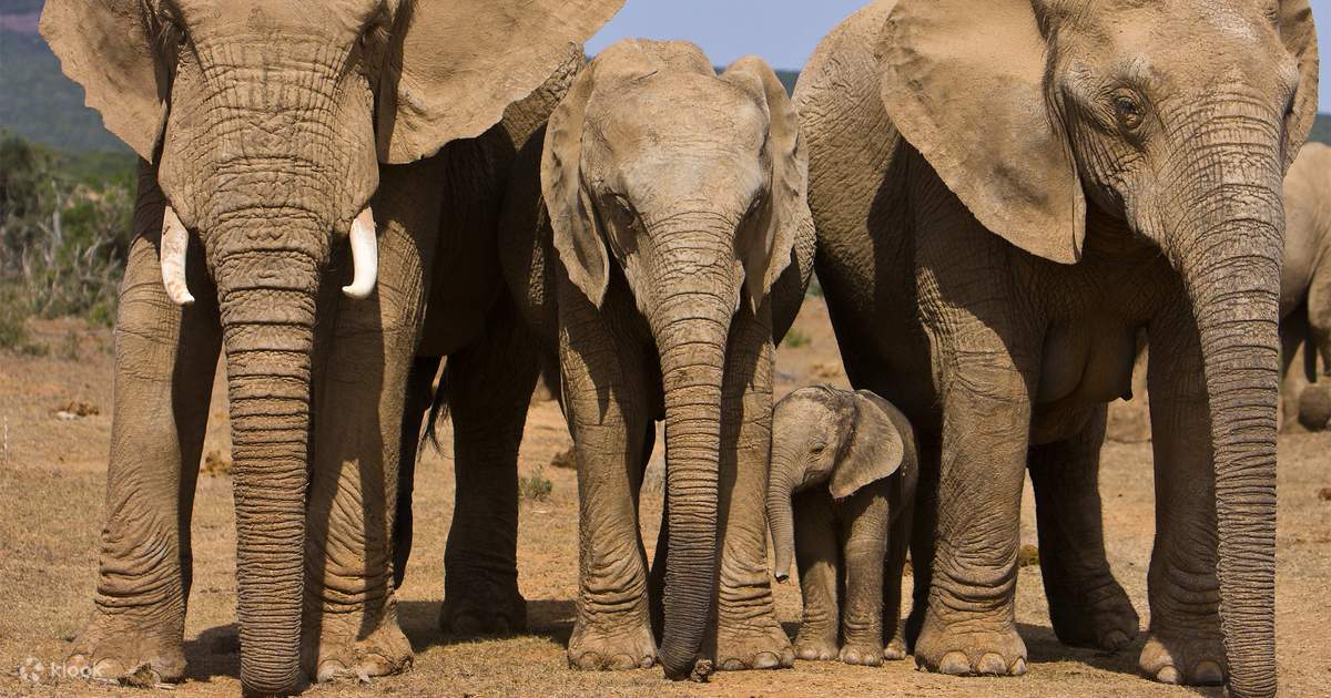 South Africa: 2- Day Addo Elephant National Park Safari - Klook Philippines