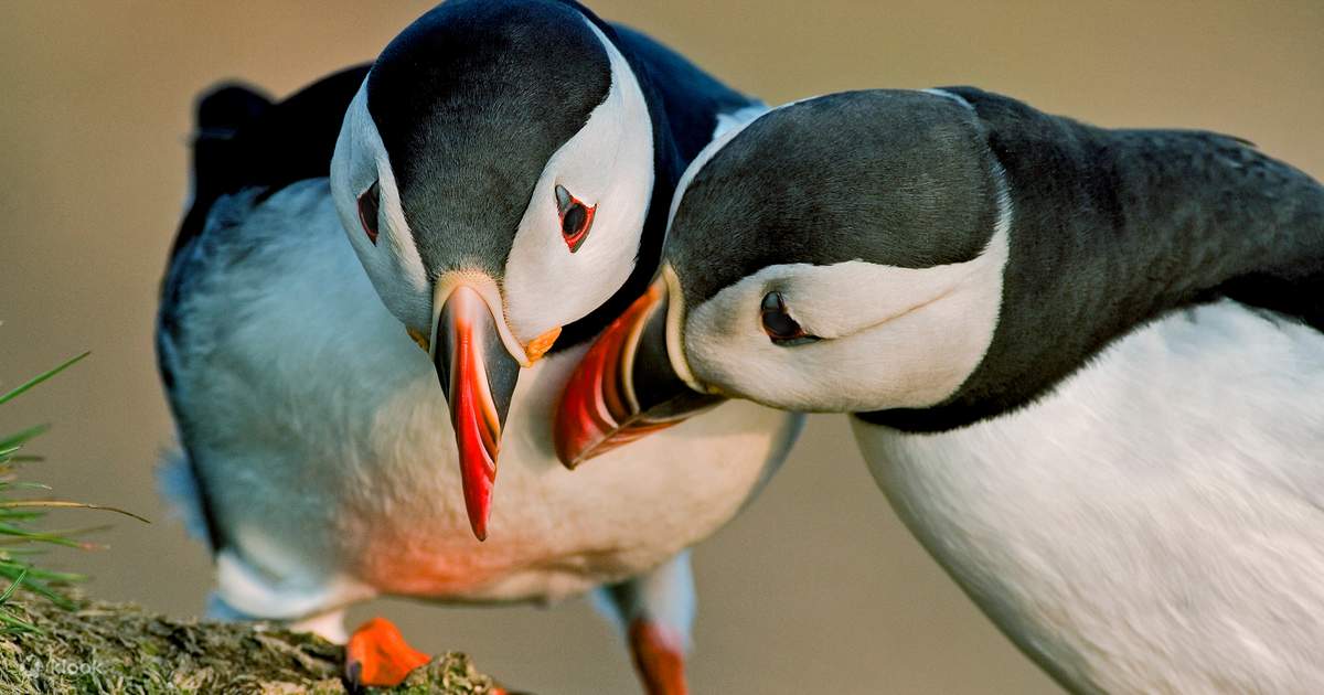 Puffin Watching Express Tour by RIB Speedboat in Reykjavik - Klook