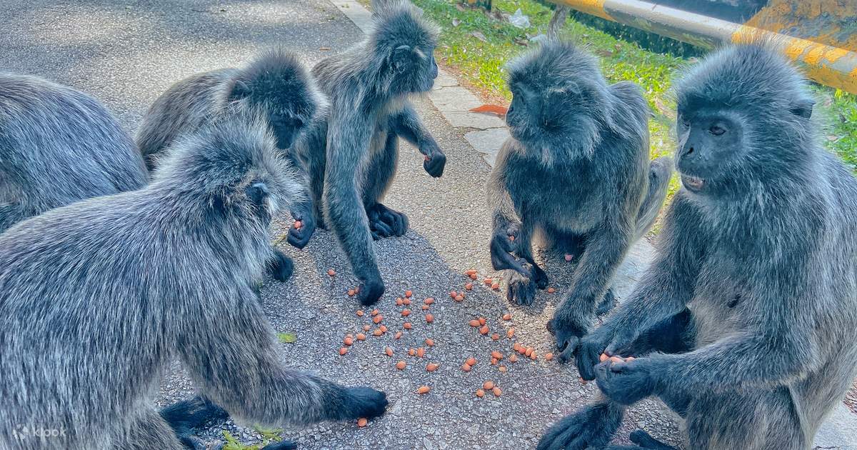 Kuala Selangor Fireflies Tour with Seafood Dinner and Boat Trip - Klook ...