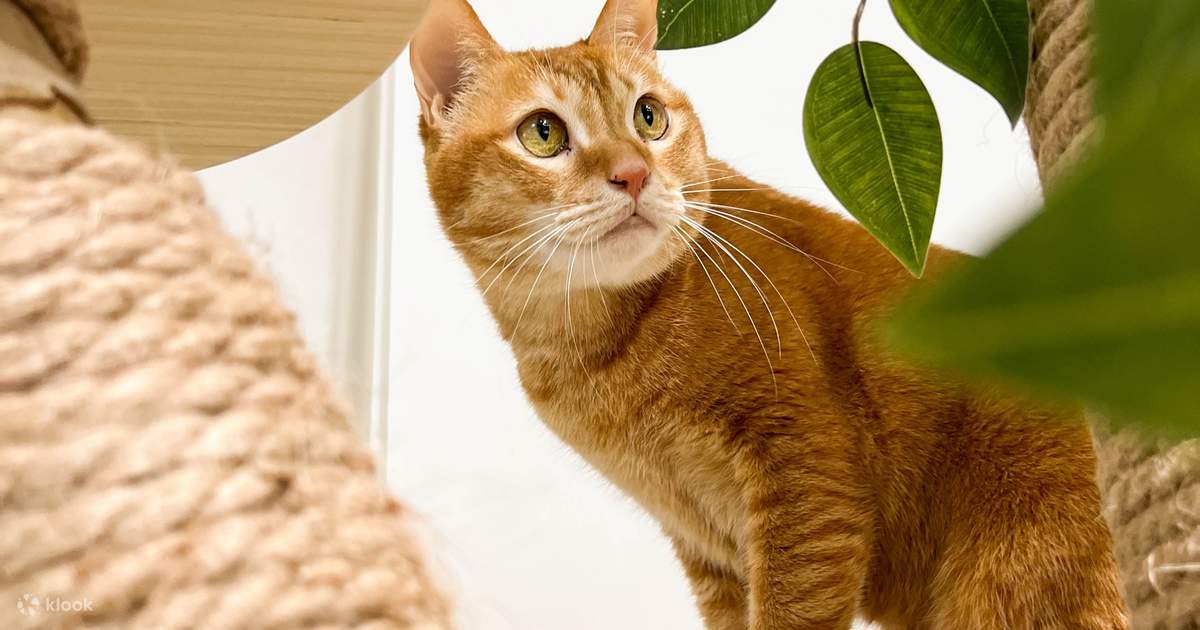 Catwalk Hotel - 홍콩의 고양이 호텔일 - 클룩 Klook 한국