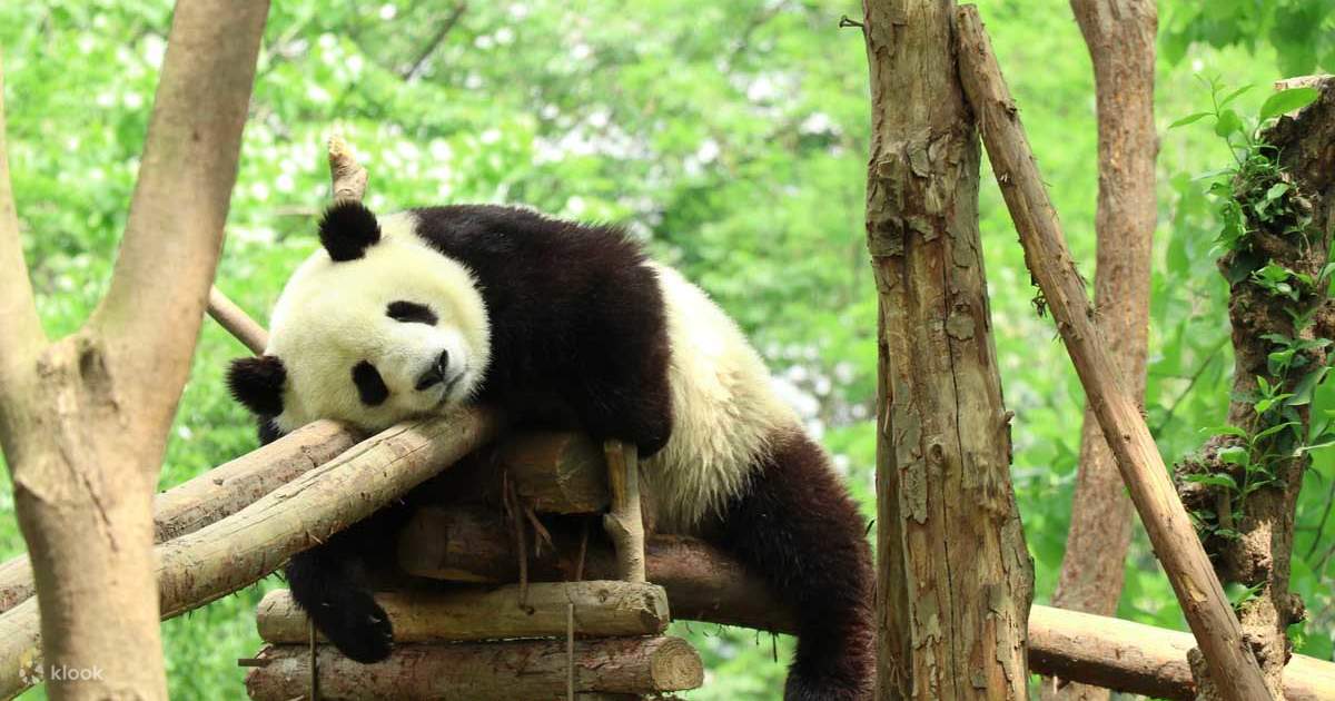 Chengdu Giant Panda Base Dujiangyan Private Day Tour - Klook Malaysia
