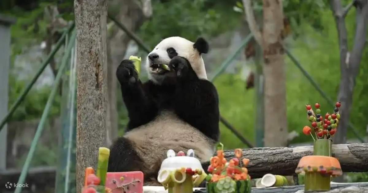 Tur Pribadi Satu Hari dari Chengdu ke Taman Panda Raksasa Cina Wolong ...