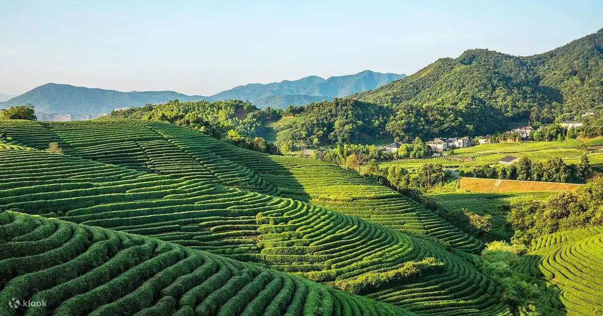 Ladang Teh Hangzhou Longjing Budaya Teh Kampung Meijiawu Lawatan ...