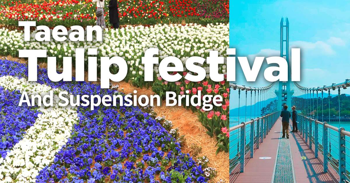 Taean Tulip Festival and Suspension Bridge Tour from Seoul - Klook ...