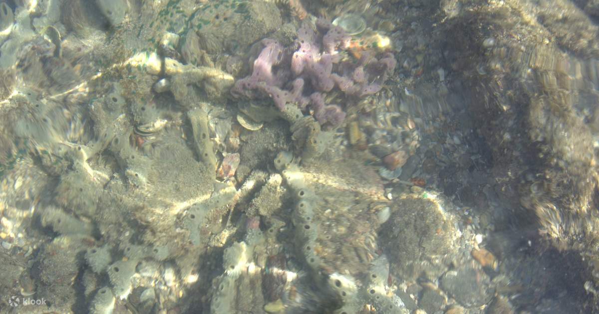 90 Minutes Beach and Tide Pool Walk in Desaru Walking Tour - Klook ...