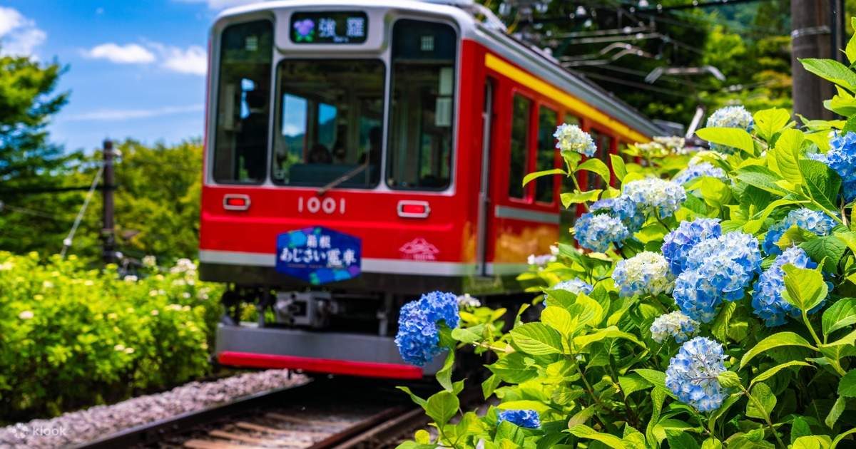Mishima Sky Bridge Hydrangea Festival, Hakone Hydrangea Tram ...