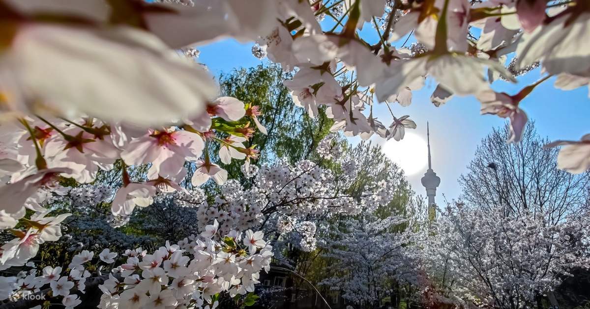Come to Beijing for a special spring flower-viewing trip! Enjoy the ...