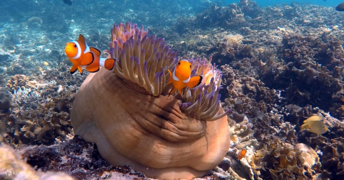 Mengalum Island and Snorkeling Day Tour, Sabah, Malaysia - Klook Malaysia