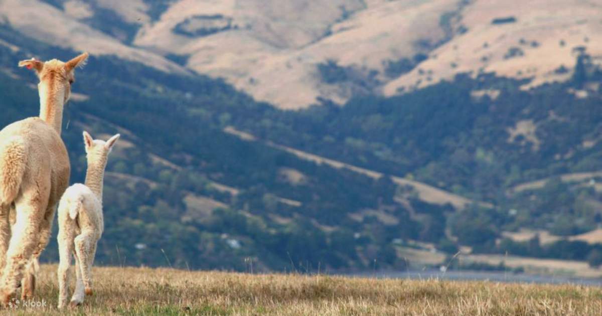 Akaroa Shamarra Alpaca Farm Tour - Klook