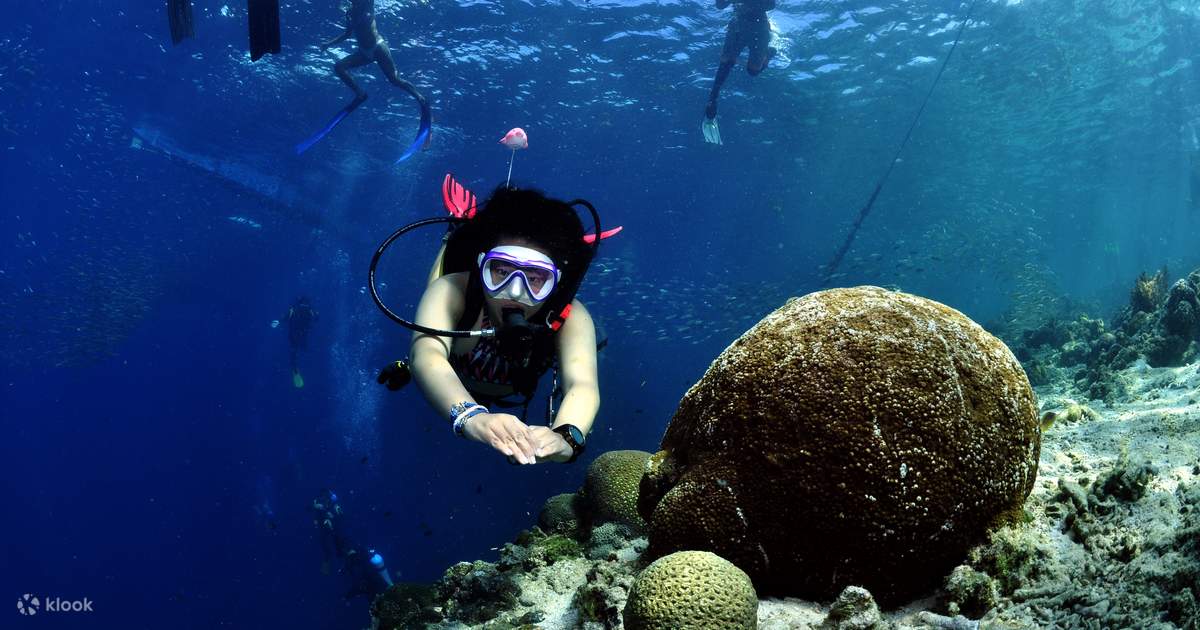 Dive into Adventure: PADI Open Water Diver in Moalboal with PADI 5 Star ...